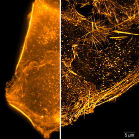 See Beyond the Limits – Discover Lattice SIM & Elyra 7 Super - גטר ביומד